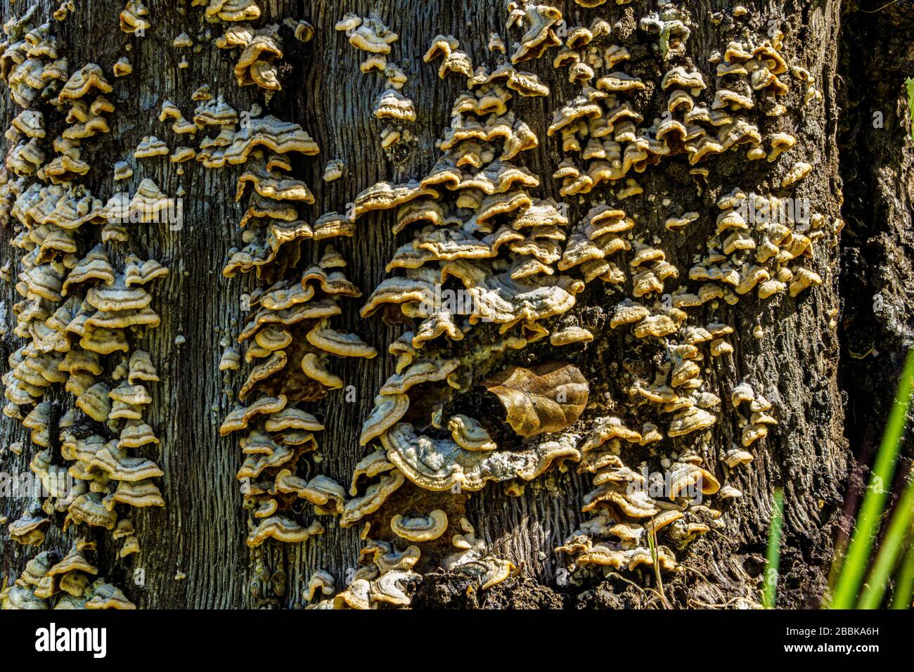 tree fungus macro closeup Stock Photo - Alamy