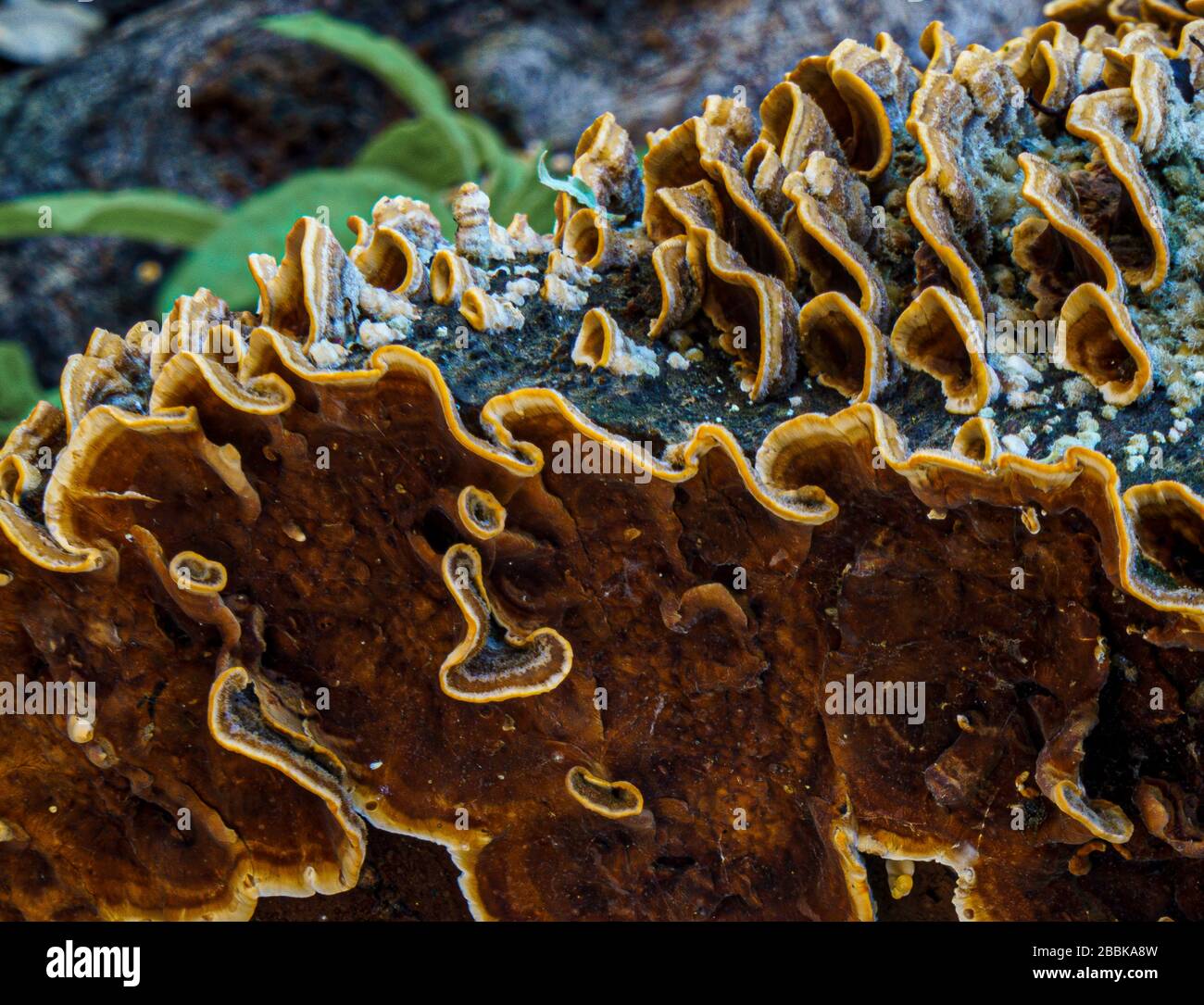 tree fungus macro closeup decor art Stock Photo - Alamy