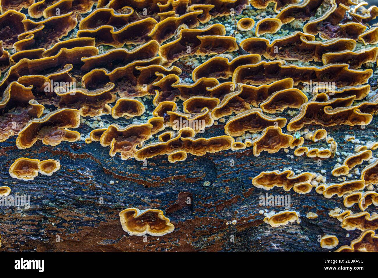 Coral fungus family hi-res stock photography and images - Alamy