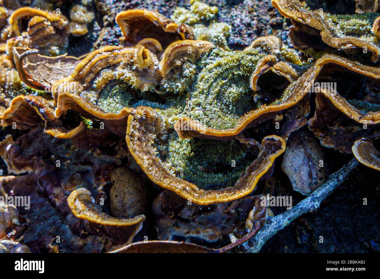 tree fungus macro closeup decor art Stock Photo - Alamy