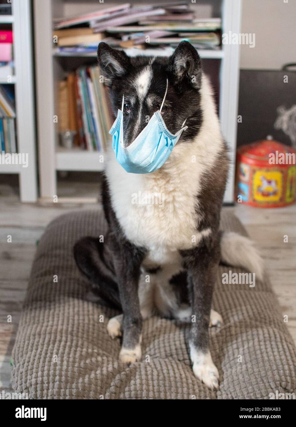 Cute dog with face mask - quarantine affecting our pets Stock Photo - Alamy