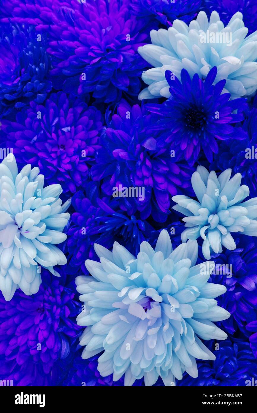 Fresh blue and azure chrysanthemum flowers in full bloom Stock Photo ...