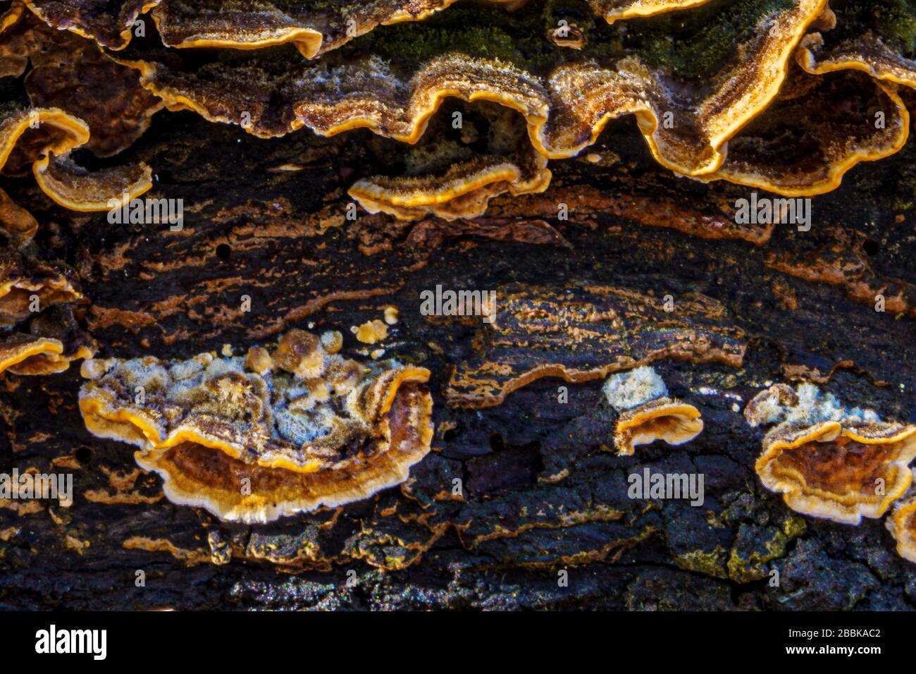 tree fungus macro closeup decor art Stock Photo - Alamy