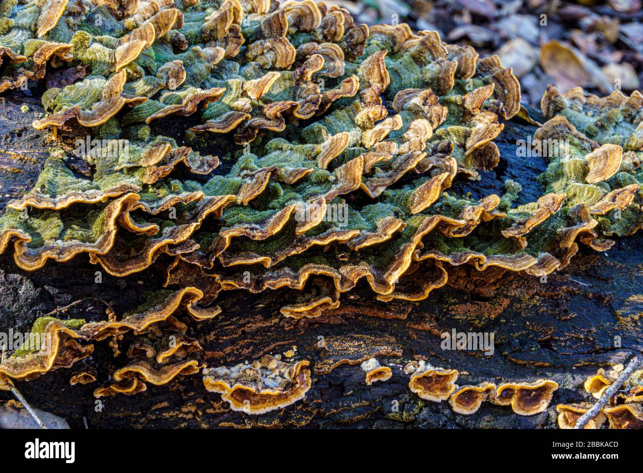 tree fungus macro closeup Stock Photo - Alamy