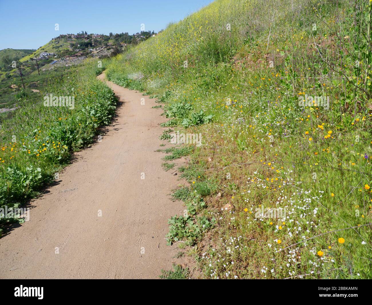 Wildflowers hillside hi-res stock photography and images - Alamy