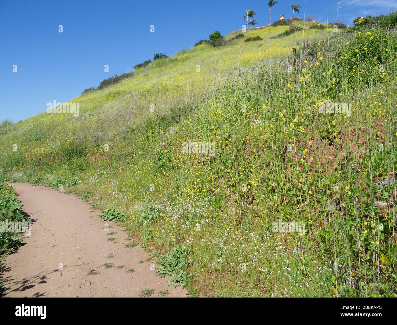 yellow spring wildflowers on hillside Stock Photo - Alamy
