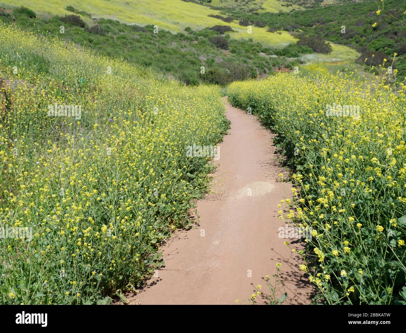 yellow spring wildflowers on hillside Stock Photo - Alamy