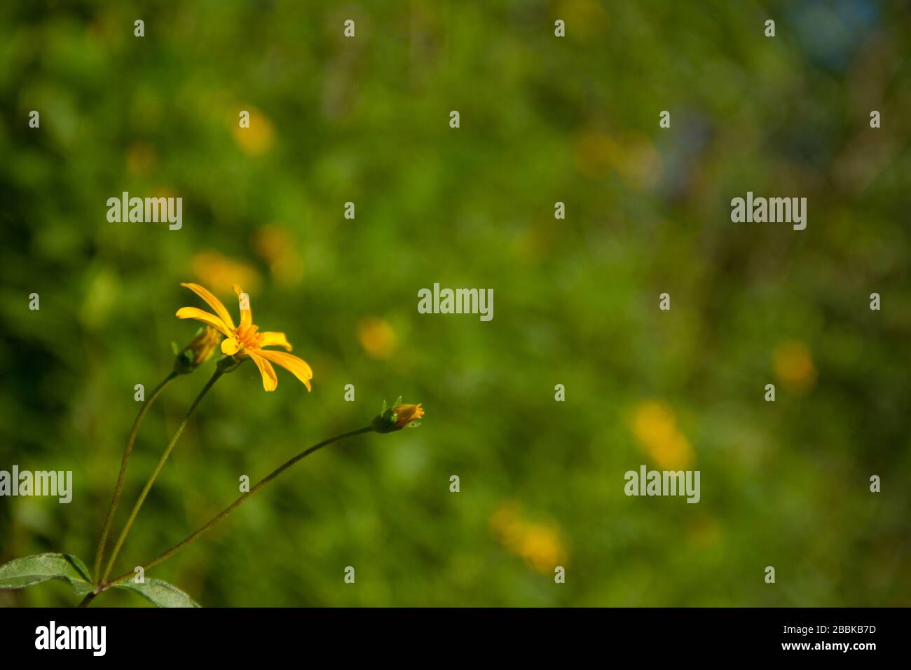 Stunning flowers forming a beautiful background Stock Photo - Alamy