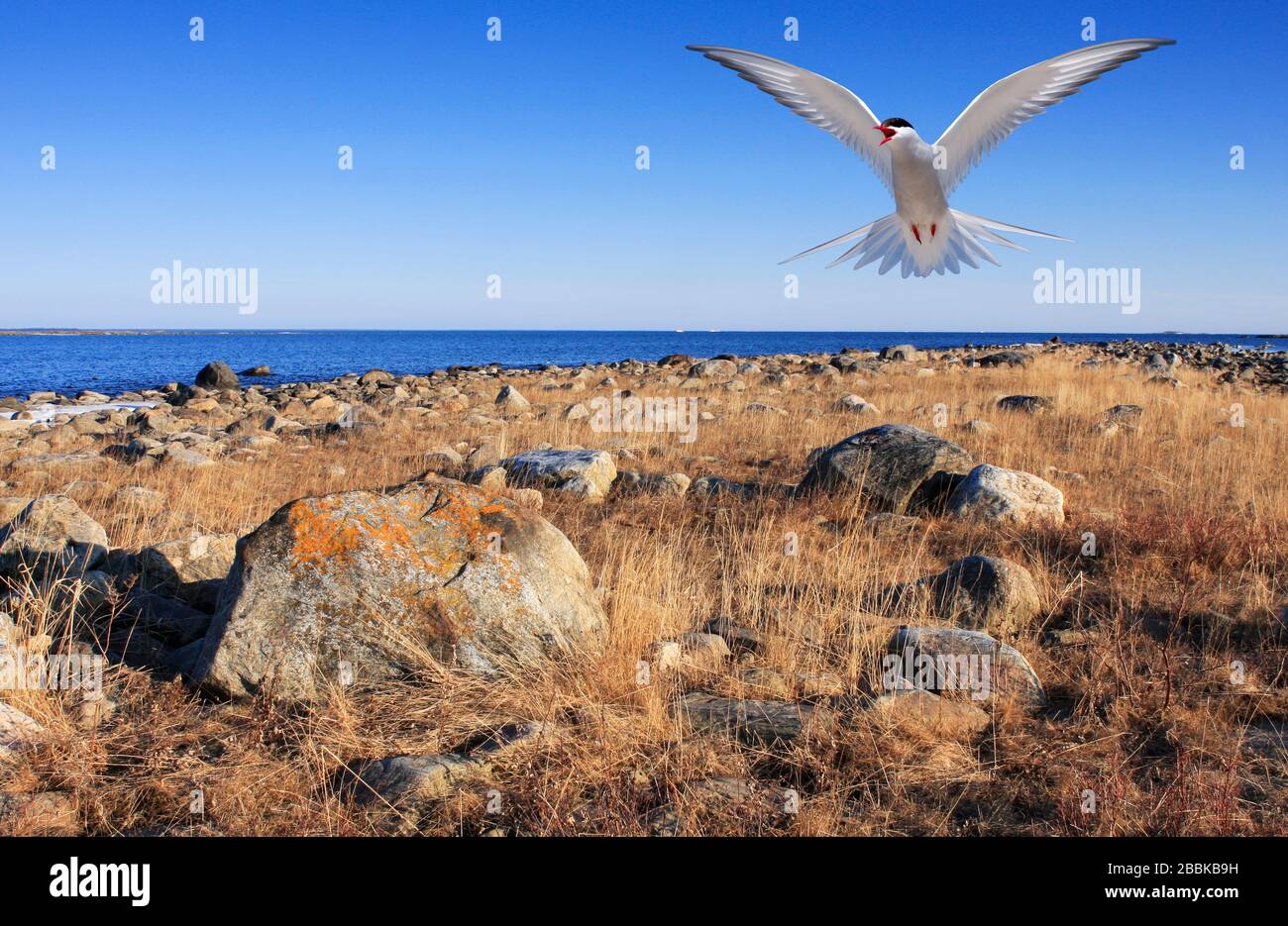 Common tern in migration in the sky during spring. Seaside activity ...