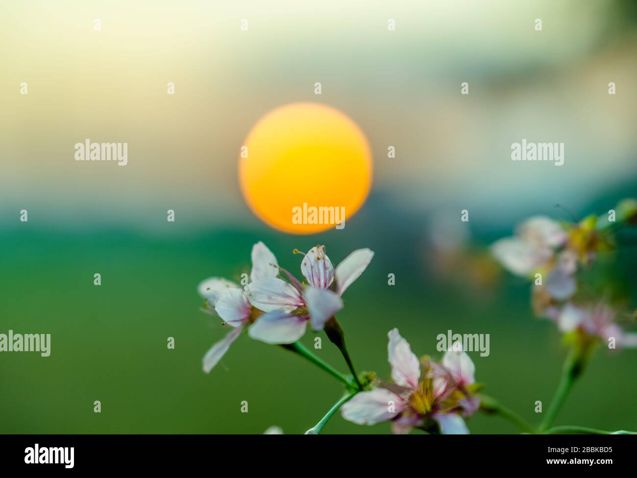 Cherry tree india hi-res stock photography and images - Alamy