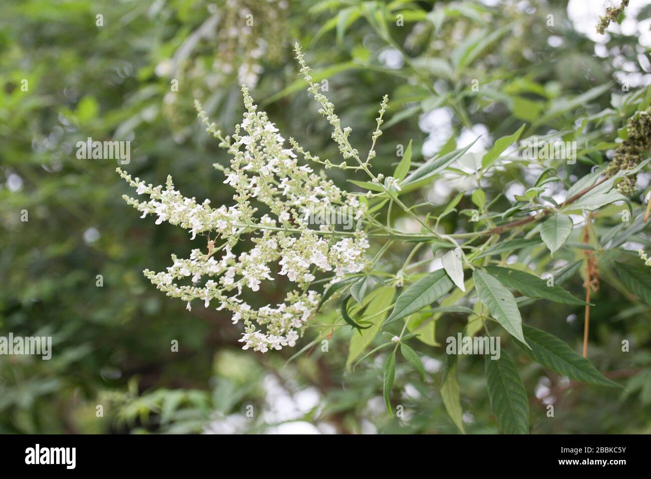 Medicinal plant of Thailand Stock Photo - Alamy