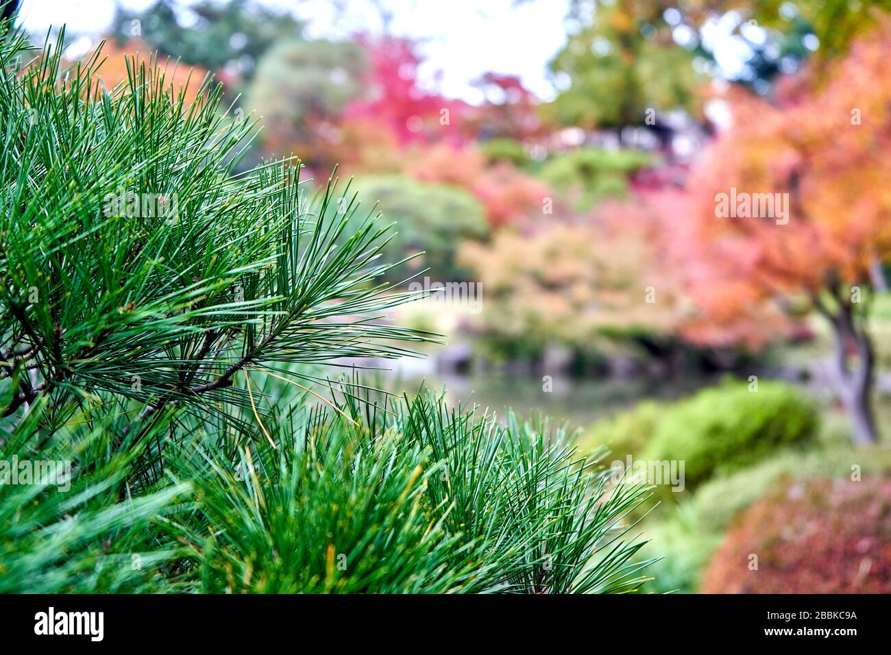 Pine tree with colorful background in the garden Stock Photo - Alamy
