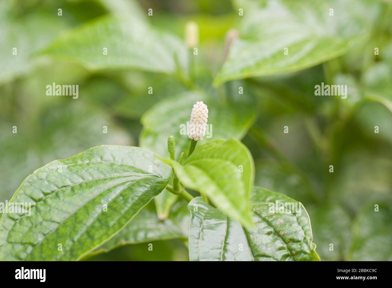 Medicinal plant of Thailand Stock Photo - Alamy