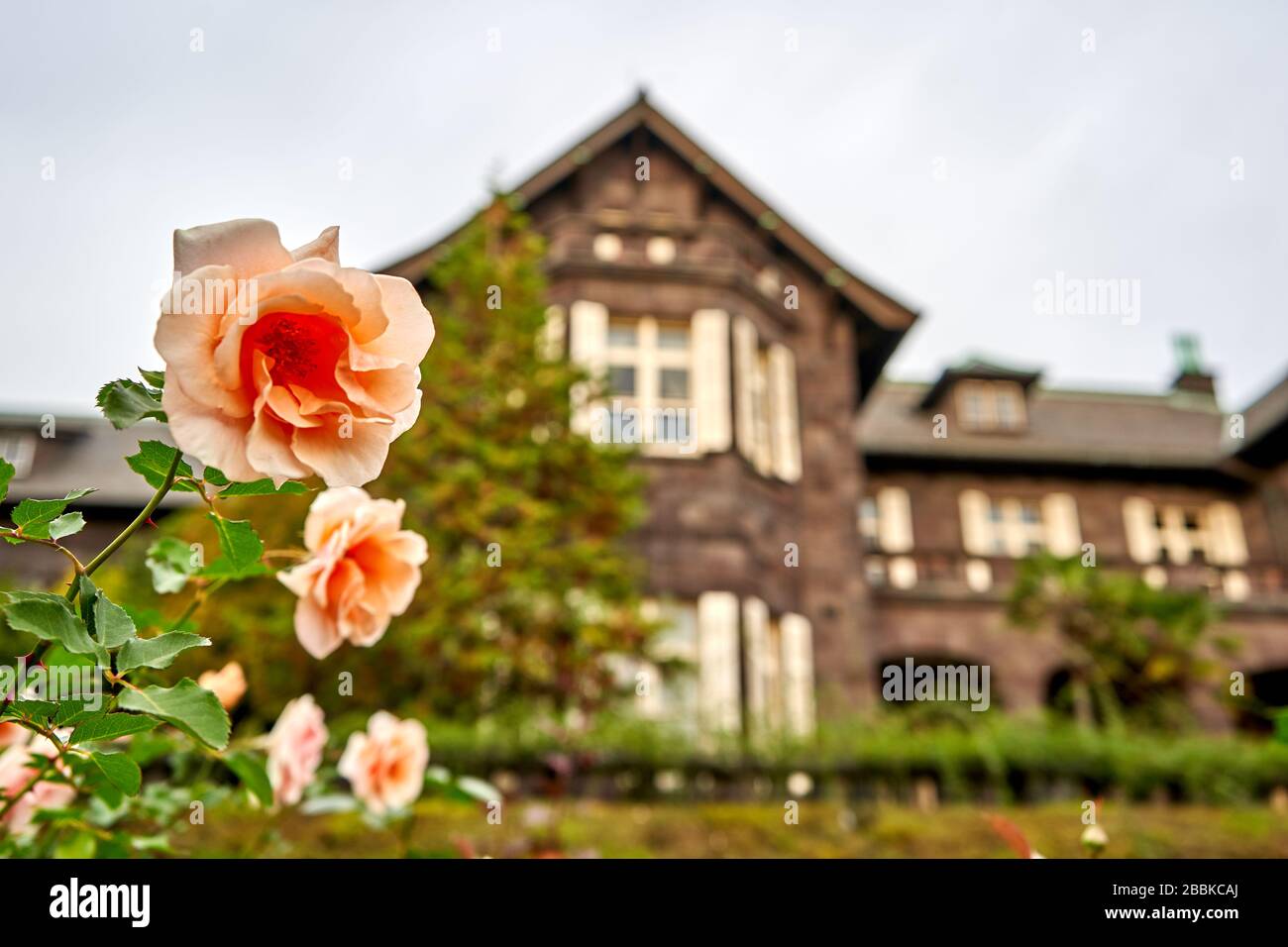 House with a nice rose garden in front Stock Photo - Alamy
