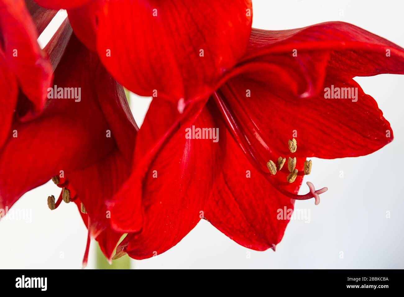 Magic plant hi-res stock photography and images - Alamy