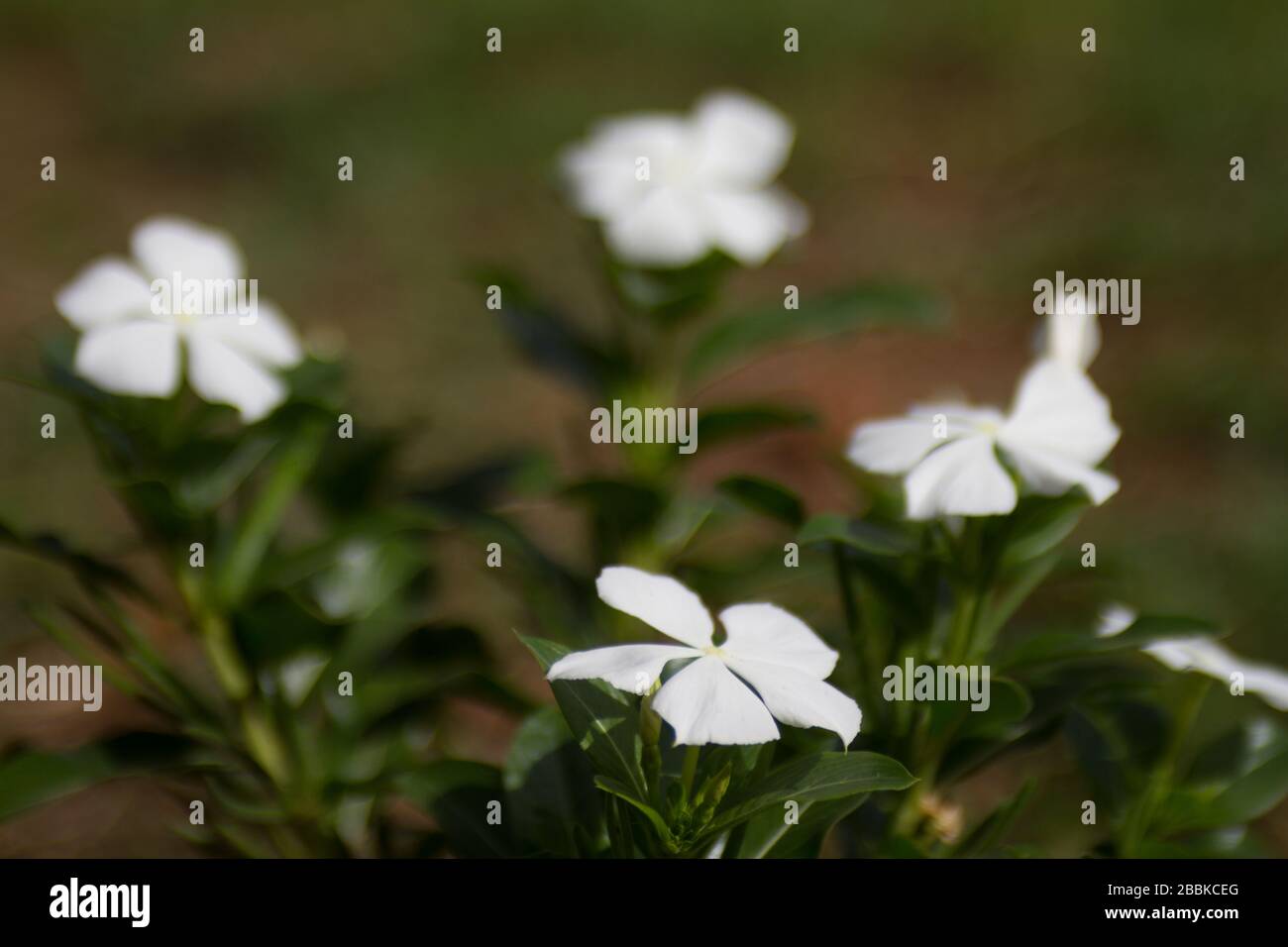 Pretty weeds hi-res stock photography and images - Alamy