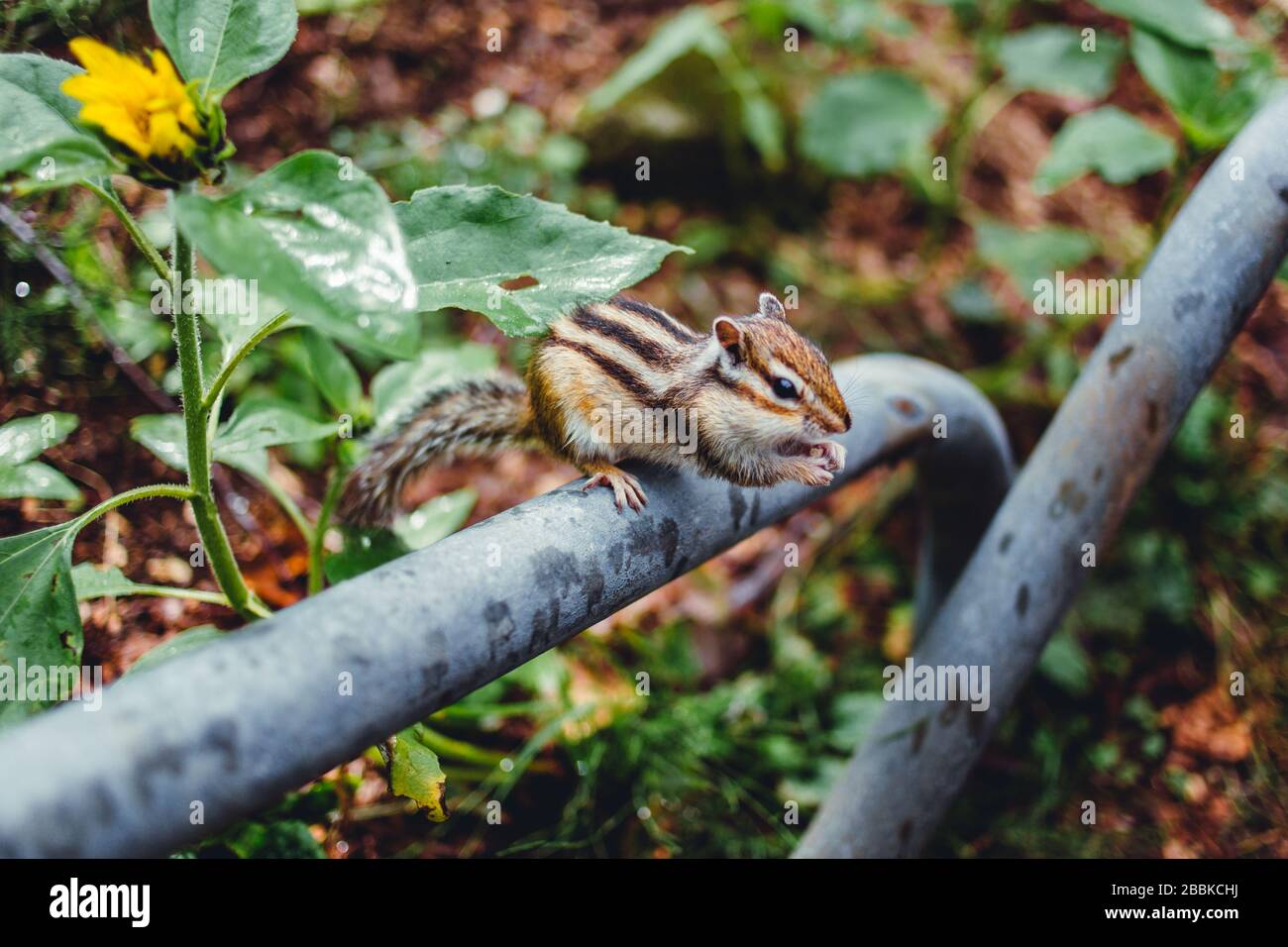 Chipmunk eating nuts at Japanese national park Stock Photo - Alamy
