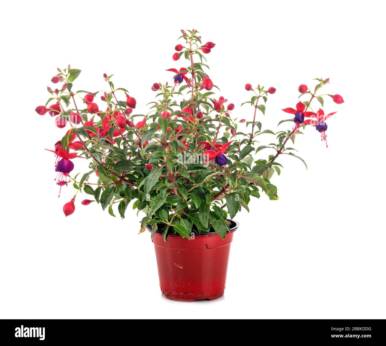 Fushia background Cut Out Stock Images & Pictures - Alamy