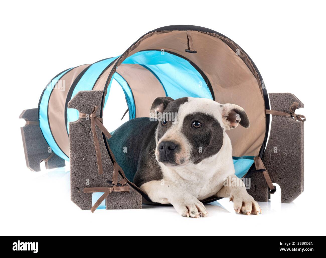staffordshire bull terrier in front of white background Stock Photo - Alamy