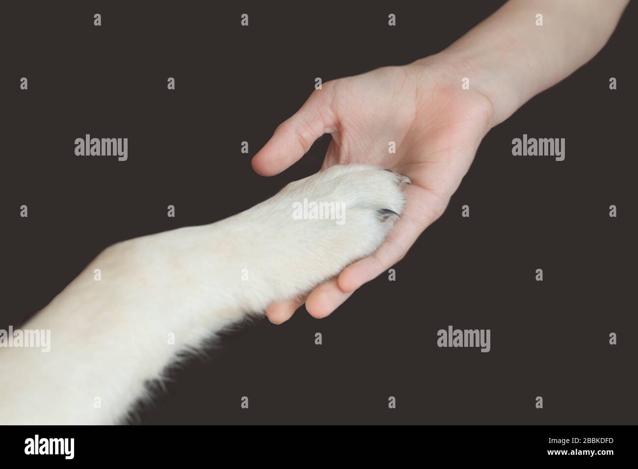 Paw of dog in hand of man isolated on black. Friendship between human ...