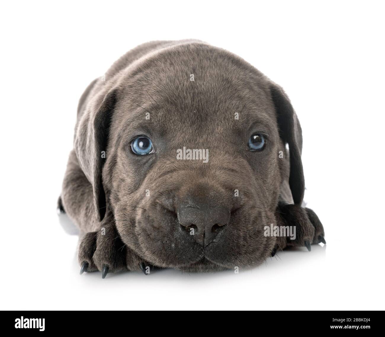 puppy italian mastiff in front of white background Stock Photo - Alamy