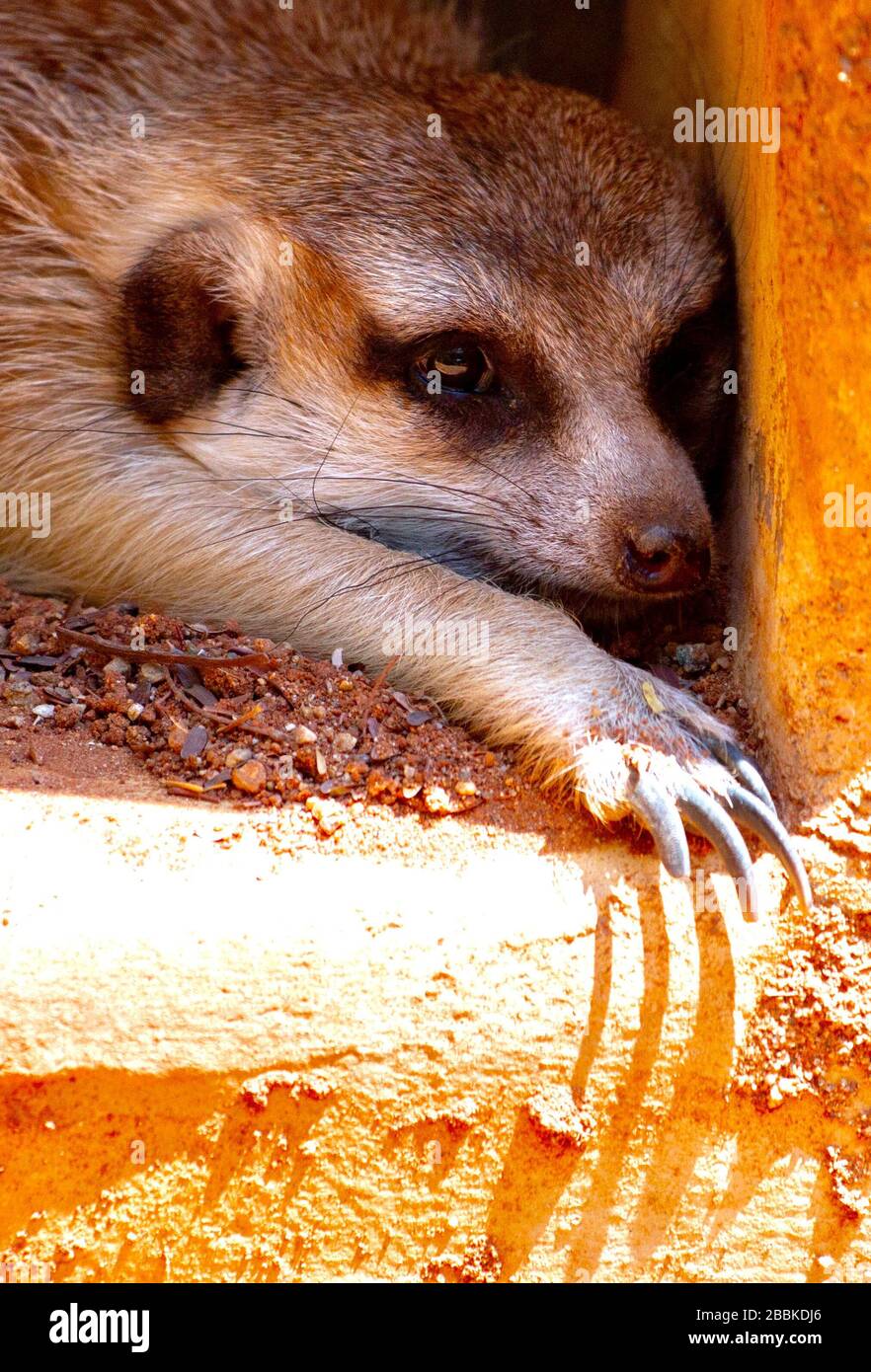 Close up of a meerkat lying down with foot and claws extended Stock ...