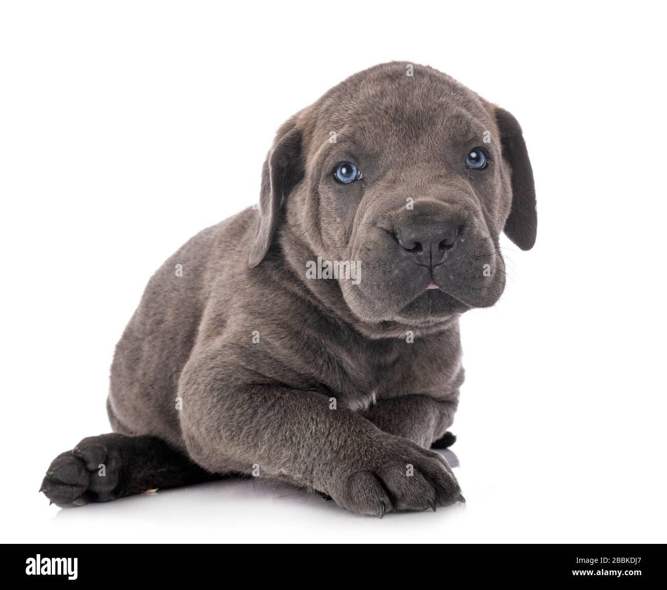 puppy italian mastiff in front of white background Stock Photo - Alamy