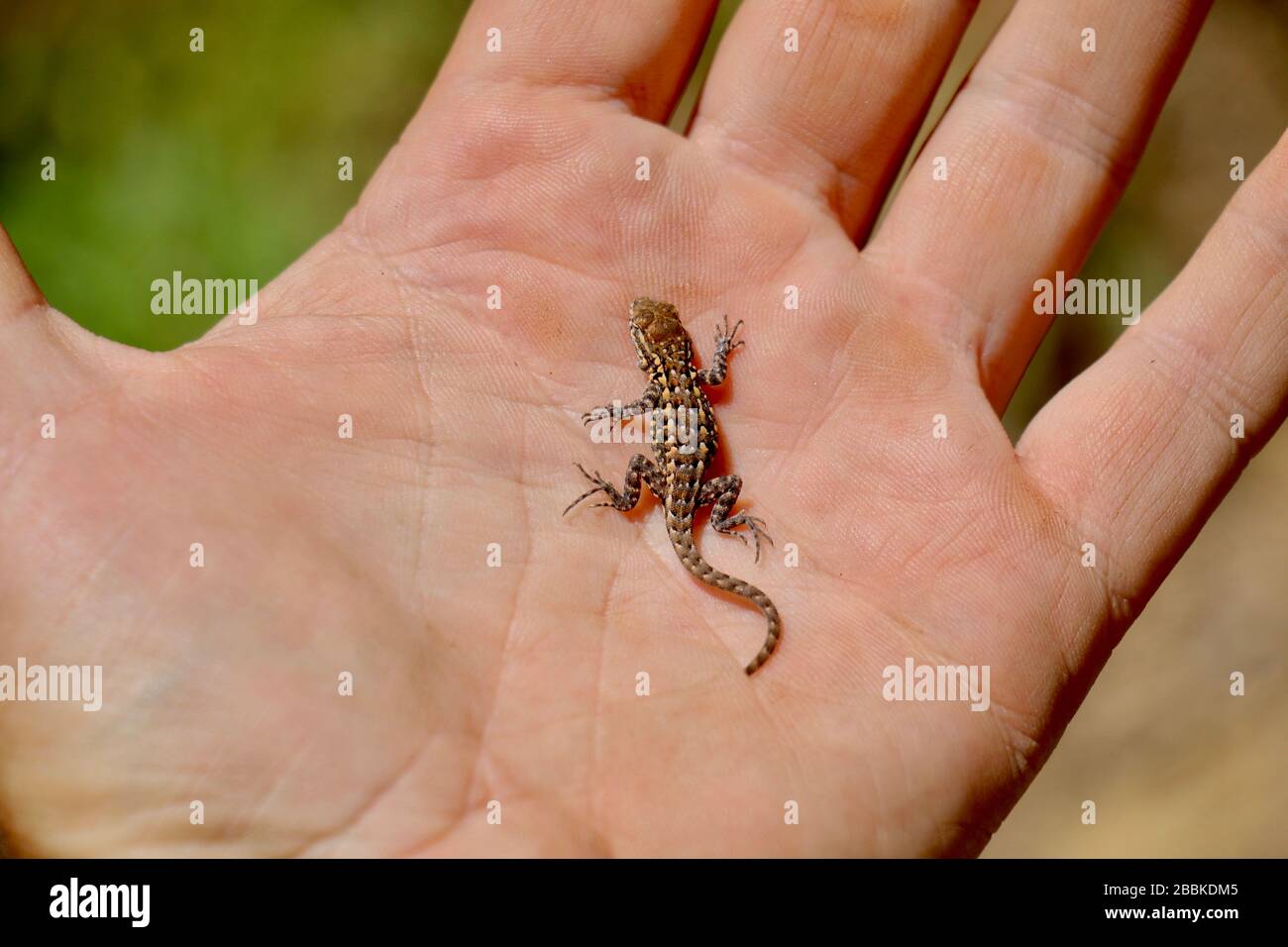 Tiny lizard in the palm of a hand Stock Photo - Alamy