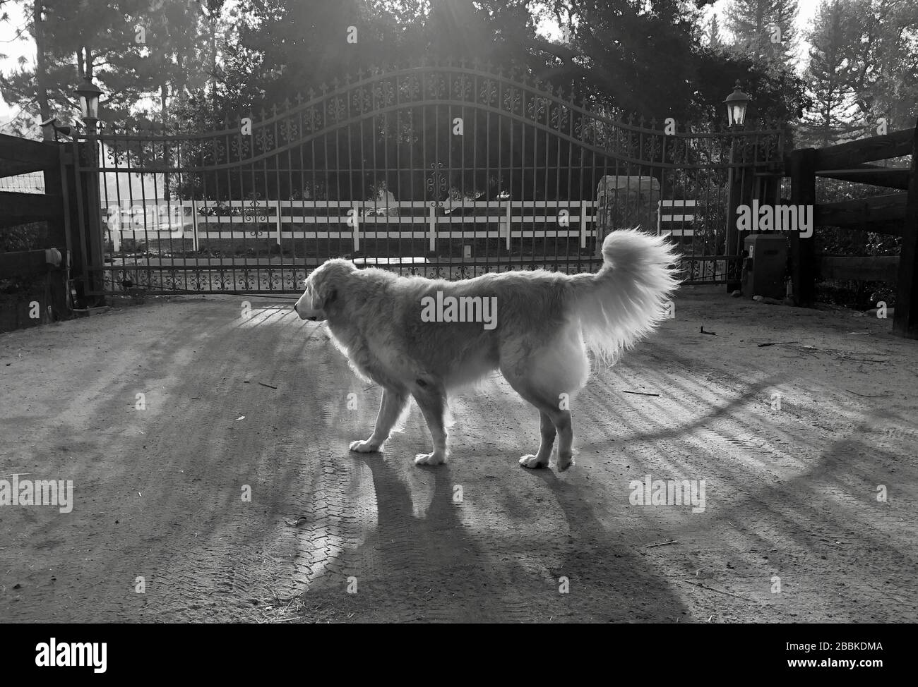 Adult golden retriever dog standing in cast shadow of a gate Stock ...