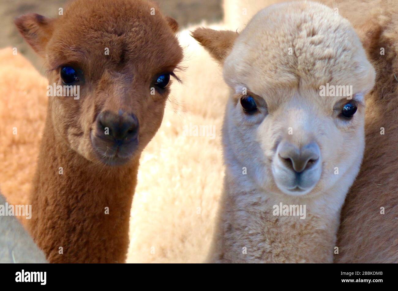 Baby alpacas hi-res stock photography and images - Alamy