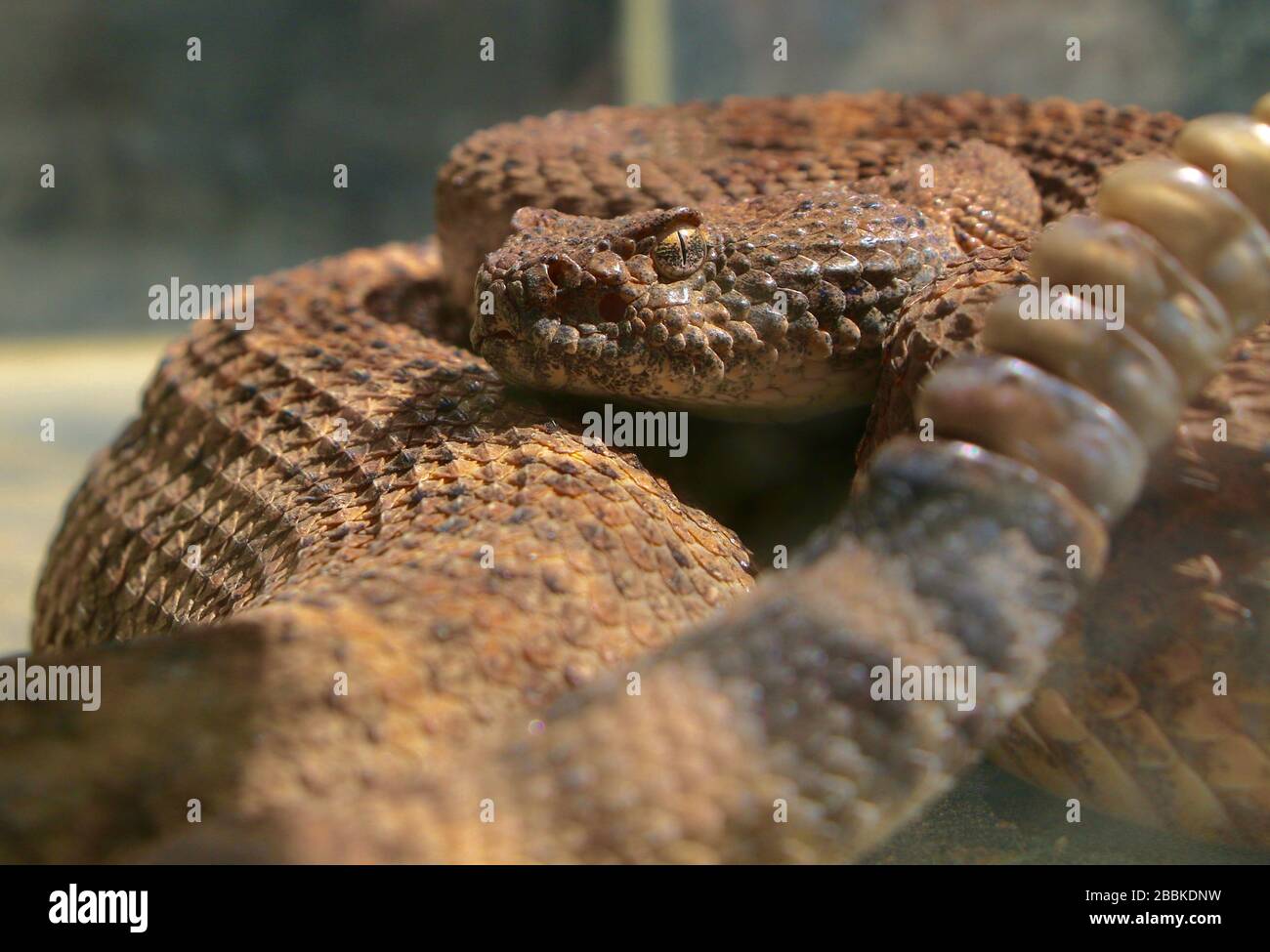 Close up of a coiled rattlesnake Stock Photo - Alamy