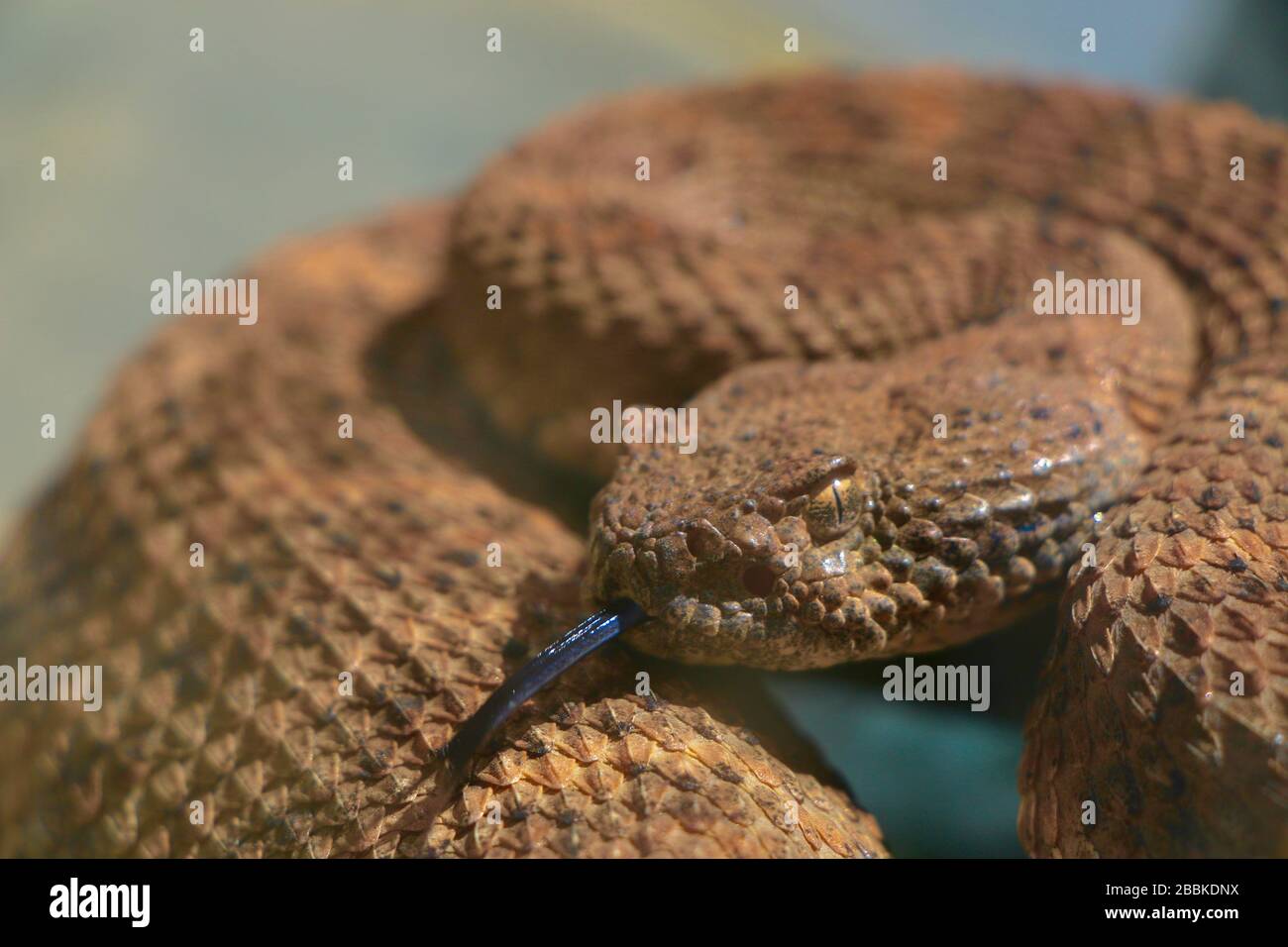 Close up of a coiled rattlesnake Stock Photo - Alamy