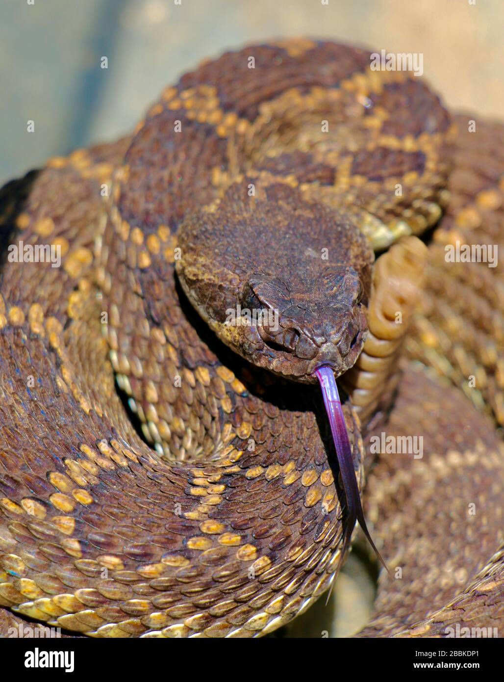 Close up of a coiled rattlesnake Stock Photo - Alamy