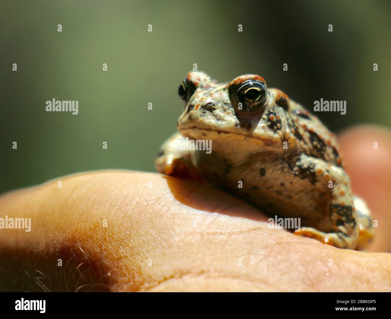 A toad sitting on the heel of a human hand Stock Photo - Alamy