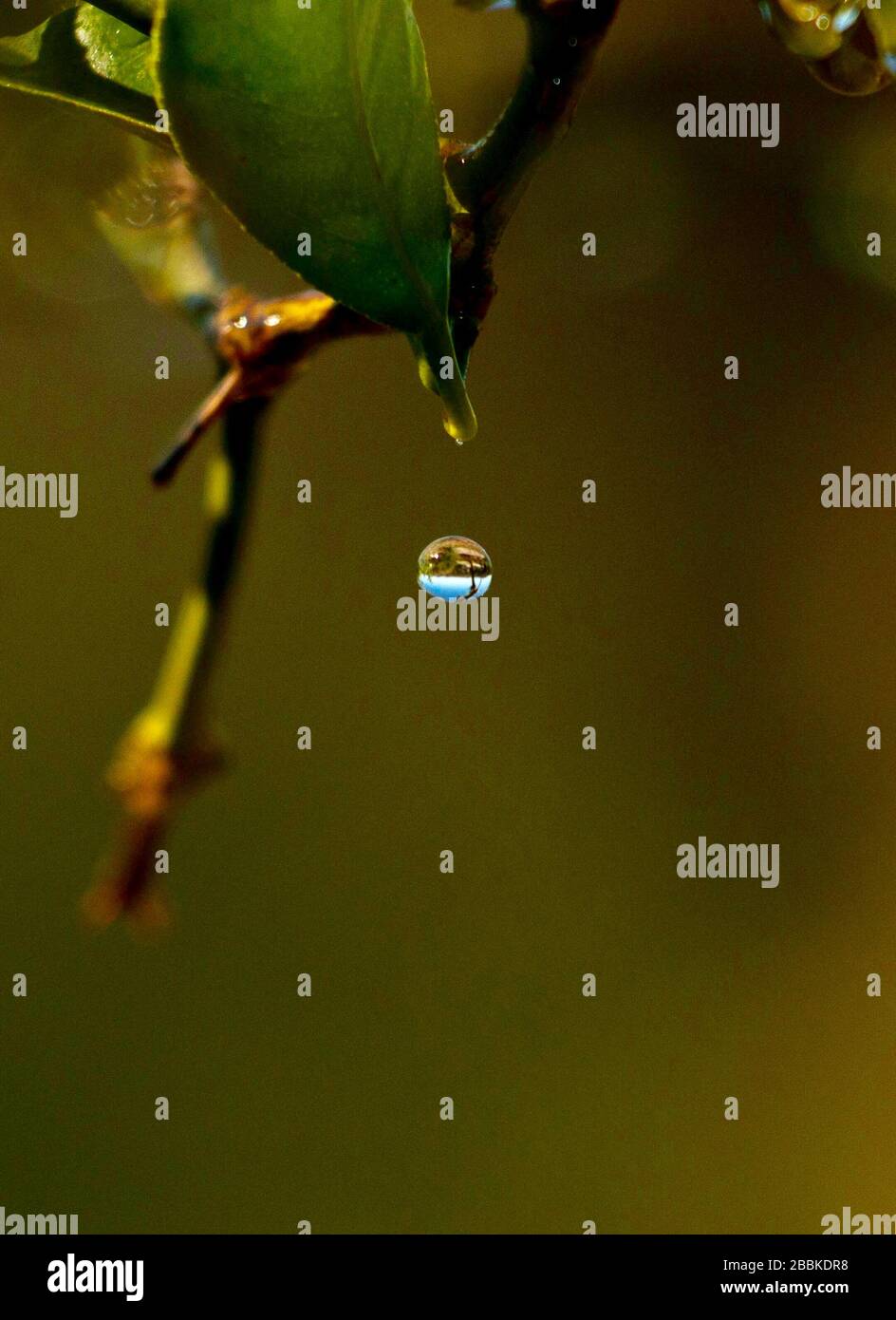 Water droplet falling from a leaf Stock Photo - Alamy