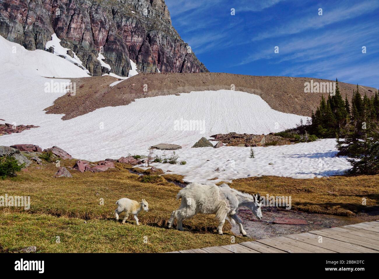 Mountain goats on Hidden Lake Nature Trail in Glacier National Park ...