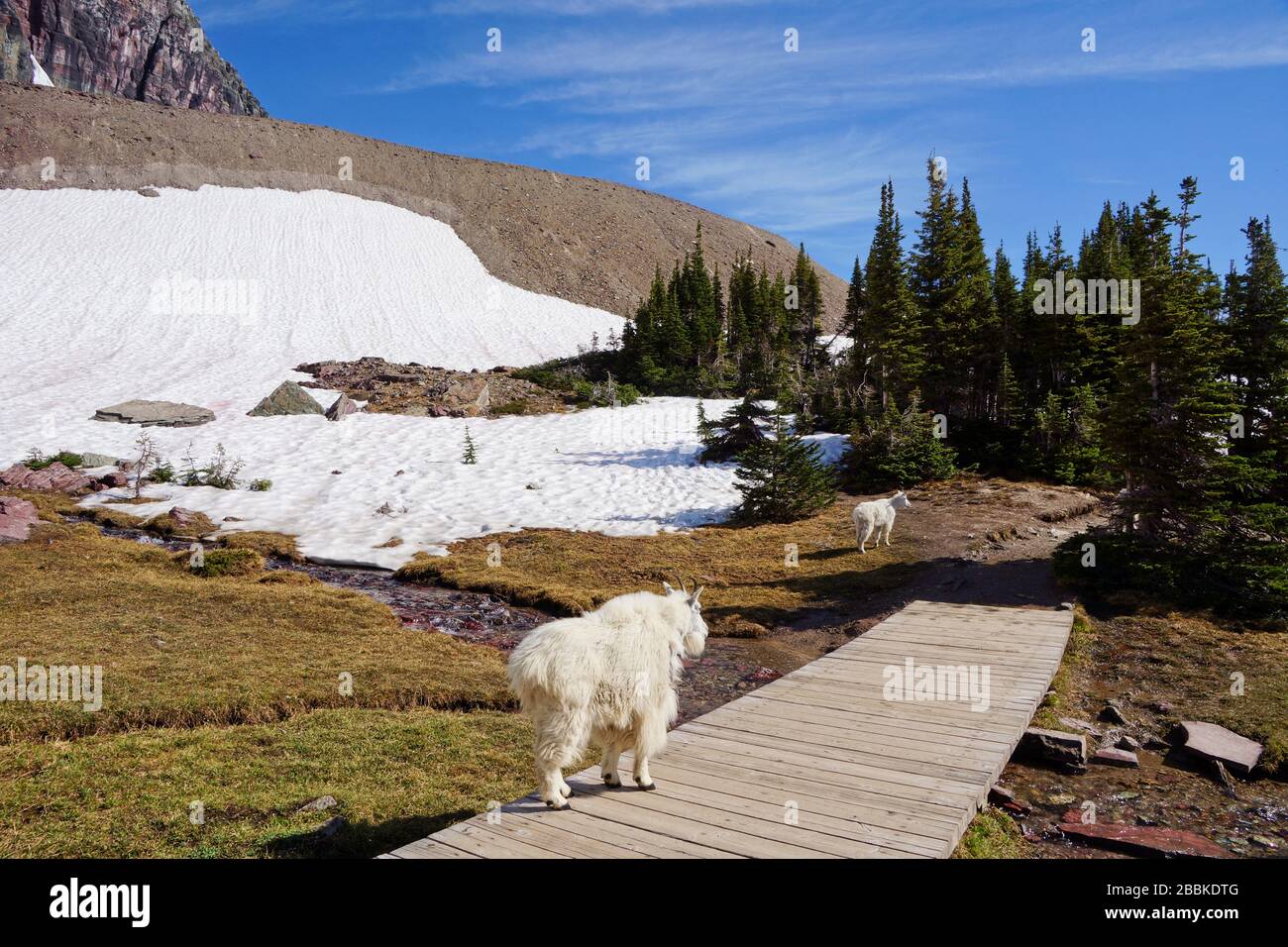 Mountain goats on Hidden Lake Nature Trail in Glacier National Park ...