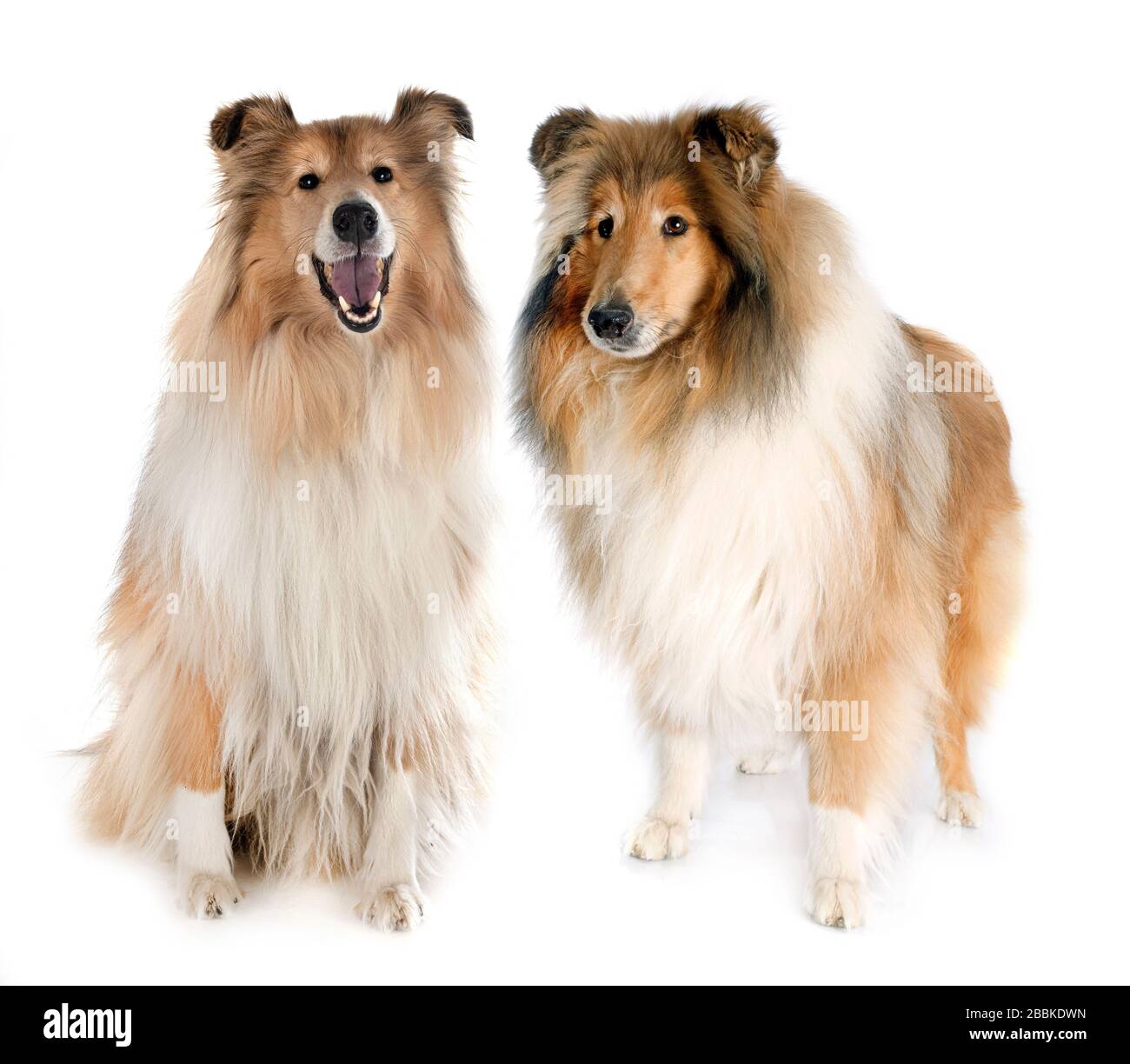 Rough collies hi-res stock photography and images - Alamy