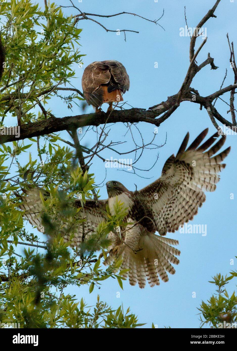 Hawk landing hi-res stock photography and images - Alamy
