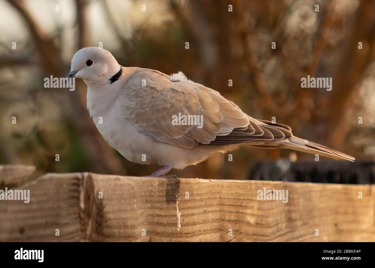 Ringneck dove hi-res stock photography and images - Alamy