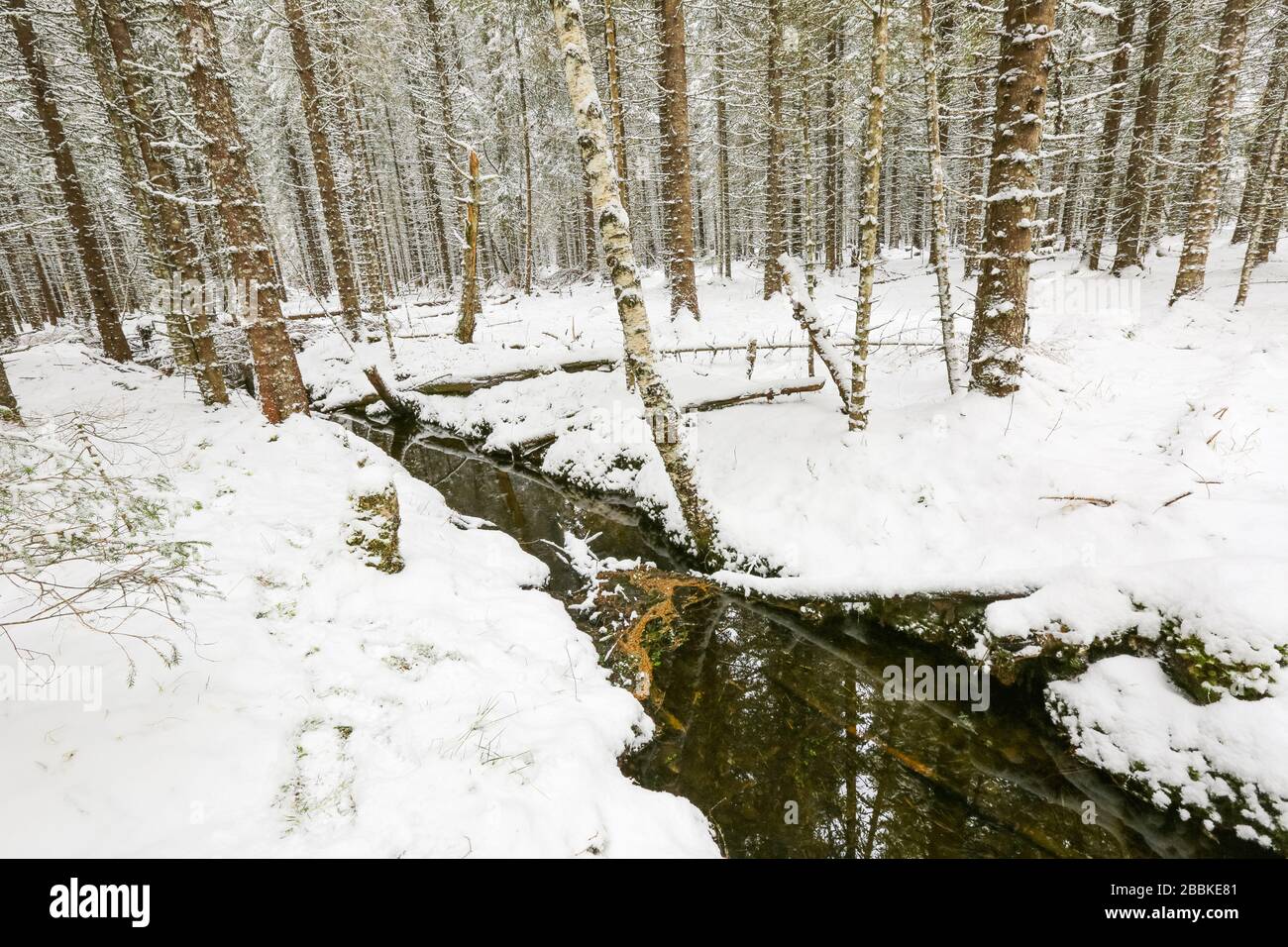 Last snowfall in the spring in the pine tree forest near the lake Selbu ...
