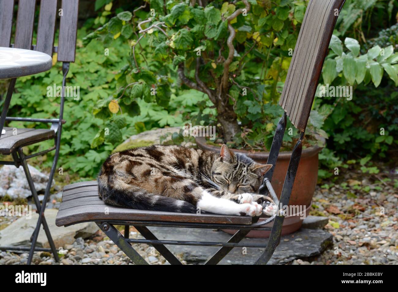 Precious the rescued tabby cat sleeping on a patio chair in her garden ...