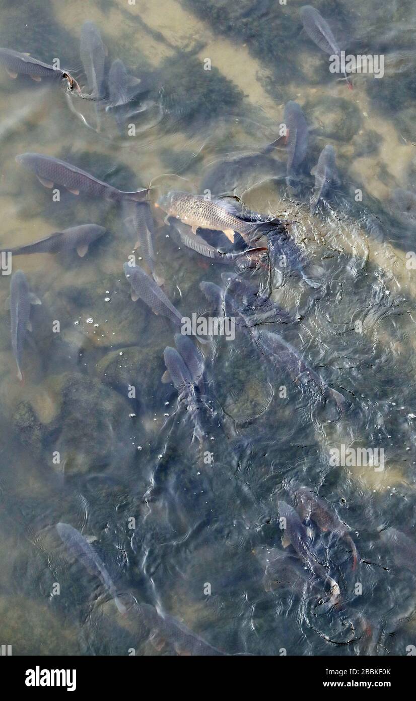 Breeding season for carp A tightly packed school of carp swims to spawn ...