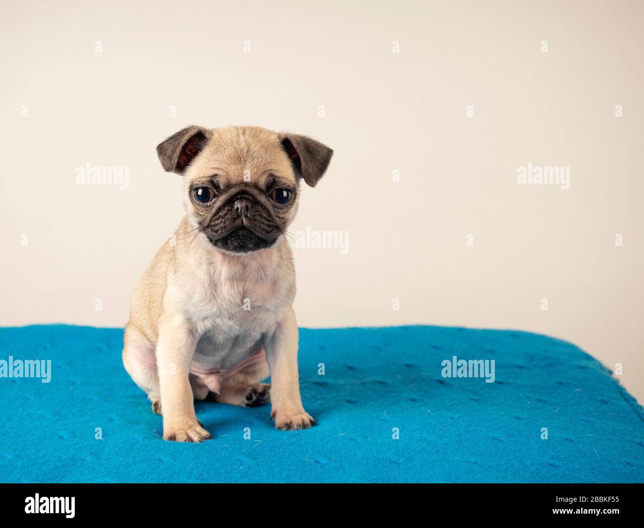 Miniature Purebred Pug