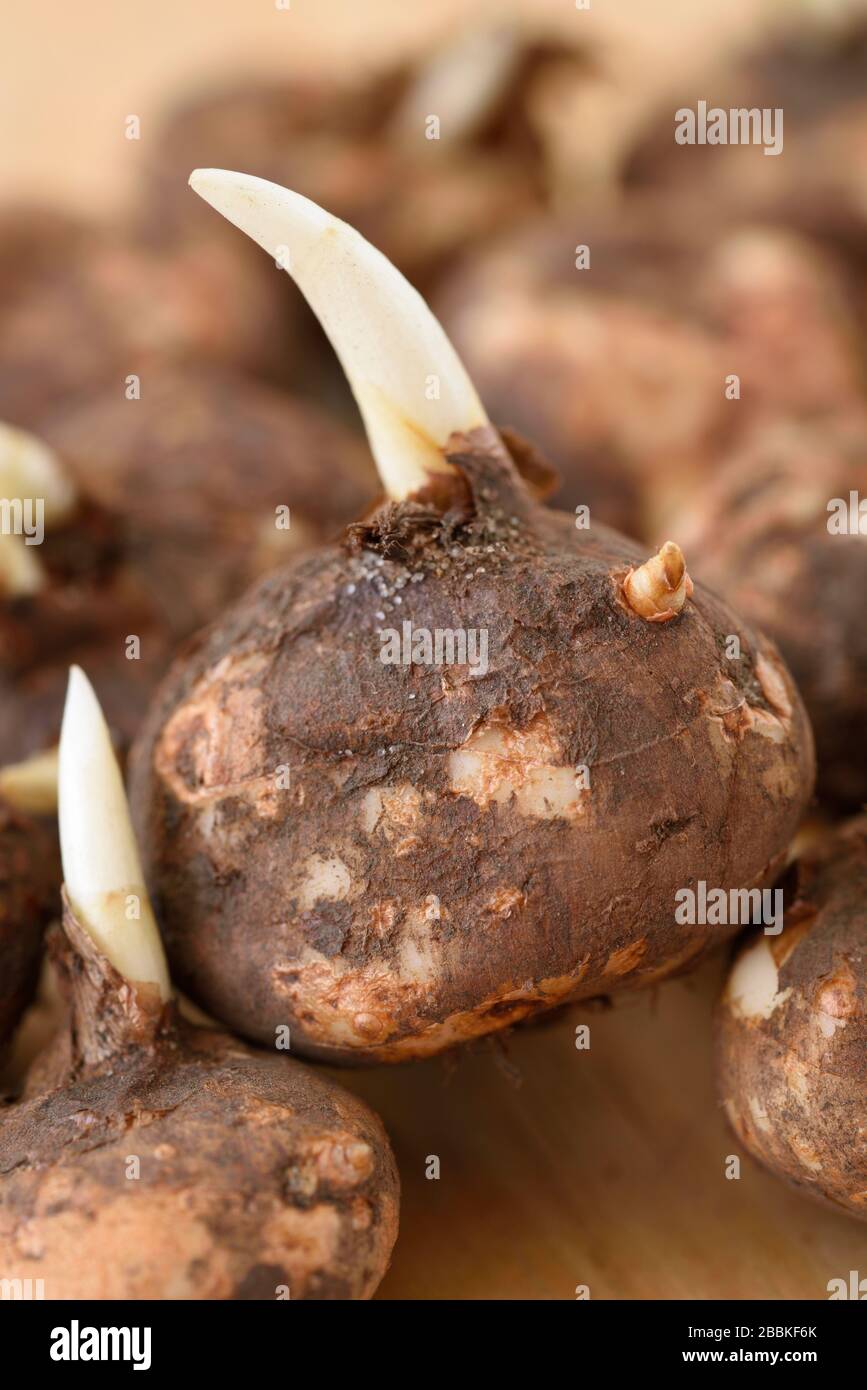Corms plants hi-res stock photography and images - Alamy