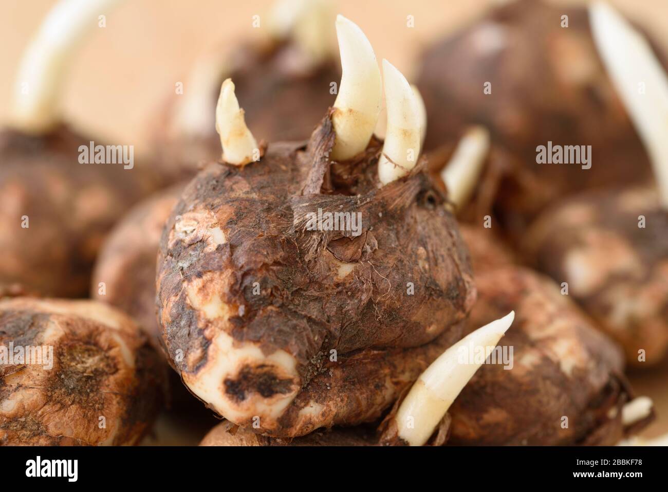 Corm shoots hi-res stock photography and images - Alamy