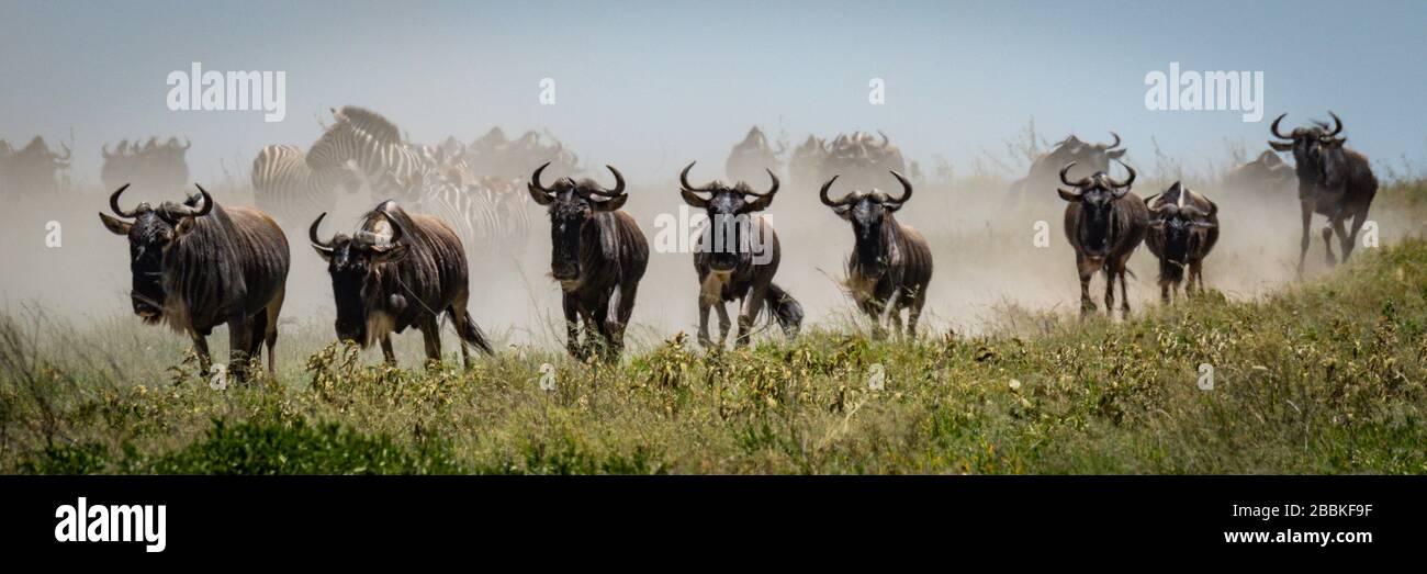 Panorama of blue wildebeest galloping in grass Stock Photo - Alamy