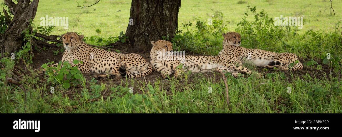 Panorama of three cheetah lying under tree Stock Photo - Alamy