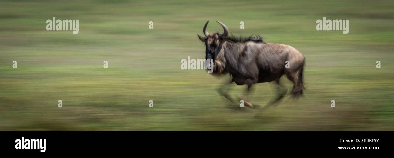 Panorama slow pan of blue wildebeest galloping Stock Photo - Alamy