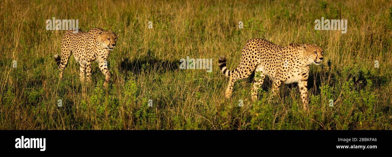 Panorama of two male cheetah crossing grassland Stock Photo - Alamy